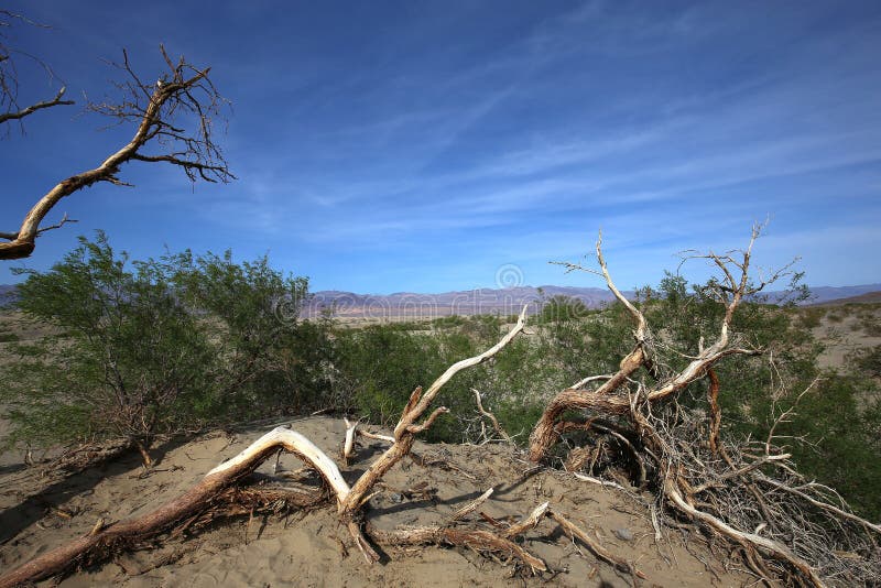 Dead Trees in the Death Valley, California Stock Image - Image of sand ...