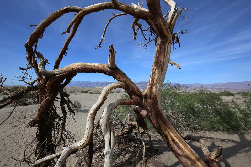 Dead Trees in the Death Valley, California Stock Photo - Image of ...