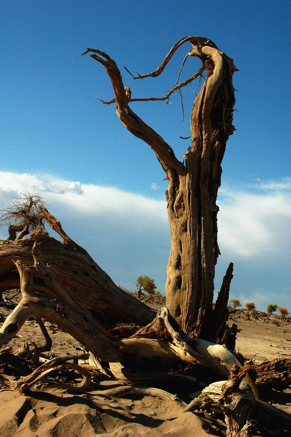 Dead trees in the desert stock photo. Image of decay - 11265962