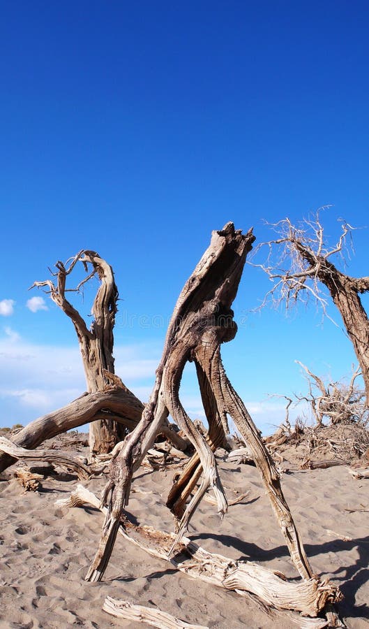 Dead trees in the desert stock image. Image of wood, tree - 11352569