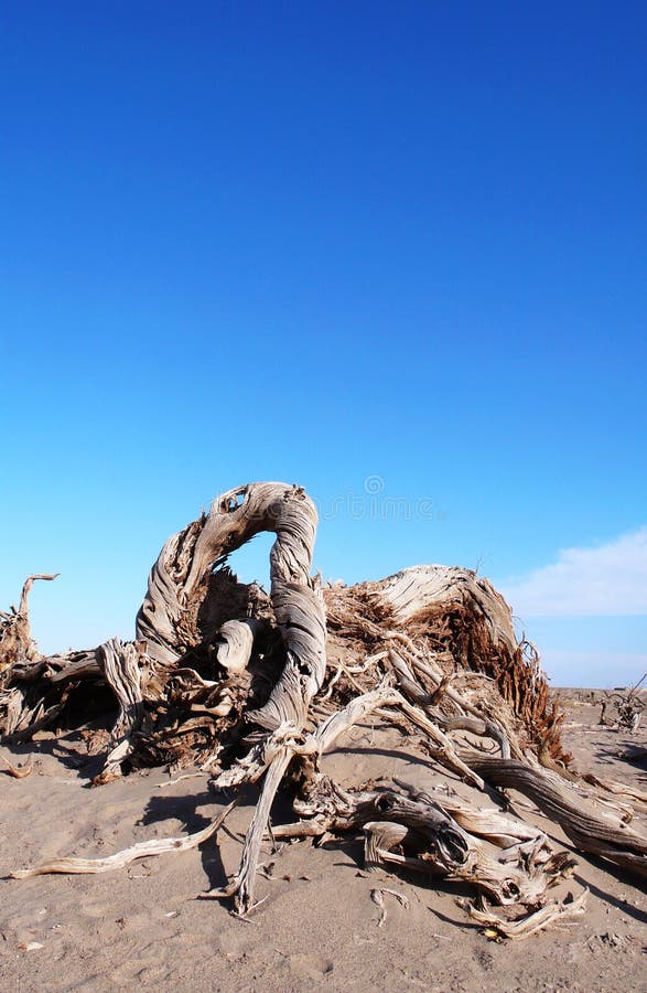 Dead trees in the desert stock image. Image of desert - 11352633