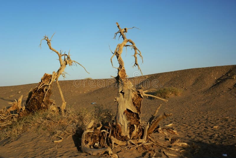 Dead tree in desert stock image. Image of populus, fine - 21376123