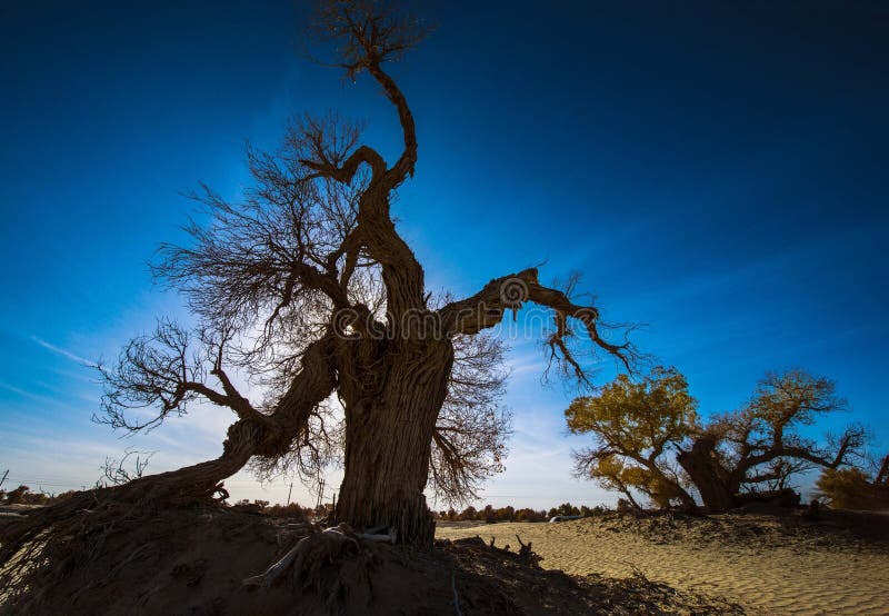Dead Trees in the Desert, Close-up Stock Image - Image of cloud, tree ...