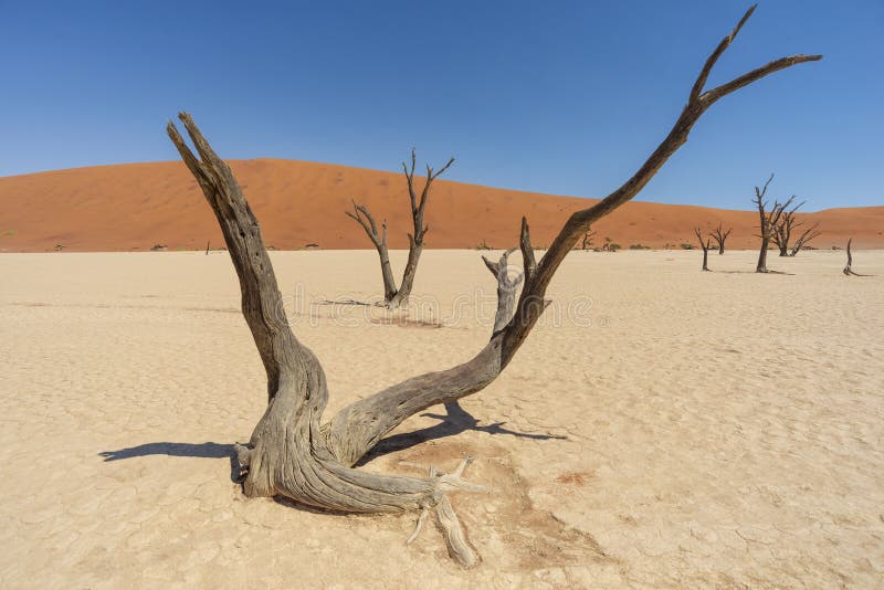 Dead trees in desert stock photo. Image of landscape - 187545320