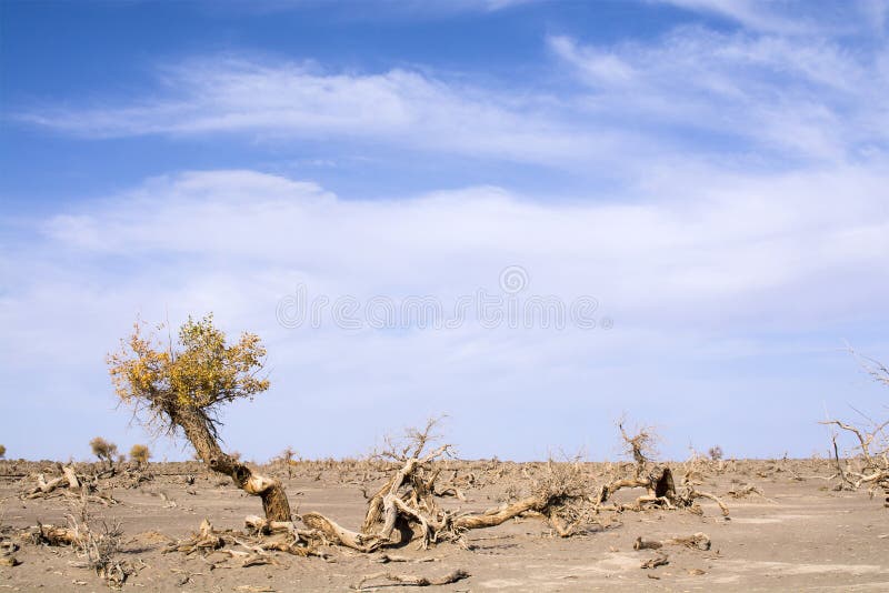 Dead Trees in the desert stock image. Image of damage - 49978237