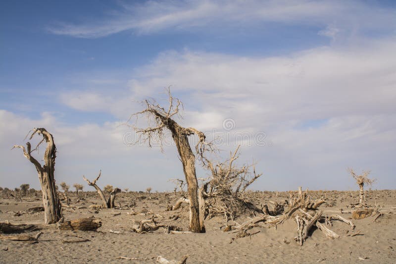 This Image is about Dead Trees in the Desert Stock Photo - Image of ...