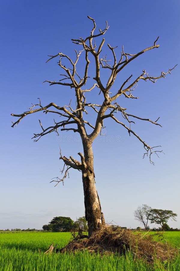 Dead trees Dried. stock image. Image of beauty, grey - 22659323