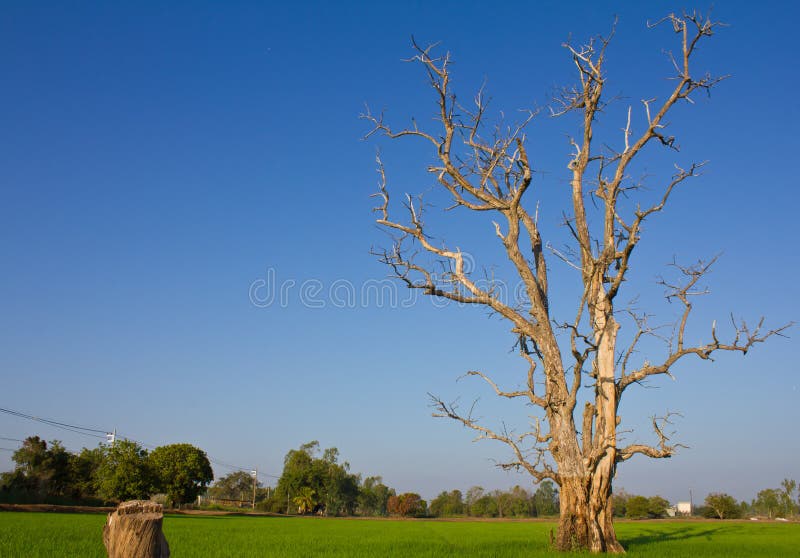 Dead trees Dried. stock image. Image of beauty, grey - 22659323