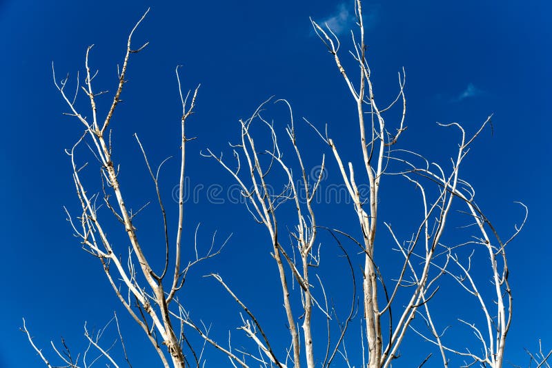 Dead trees stock image. Image of dead, trees, landscape - 60257649