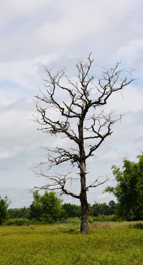 Dead trees Drieds stock image. Image of grey, gothic - 32192469