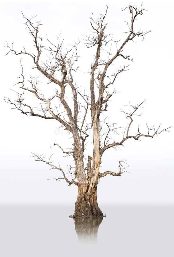 Dead trees Dried. stock image. Image of beauty, grey - 22659323