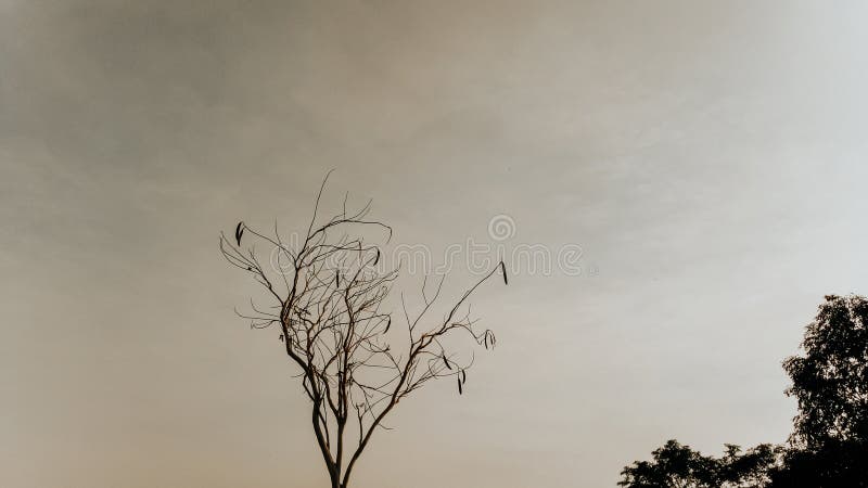 The Dead Trees are Dry, with Branches that Fall in the Autumn. the ...