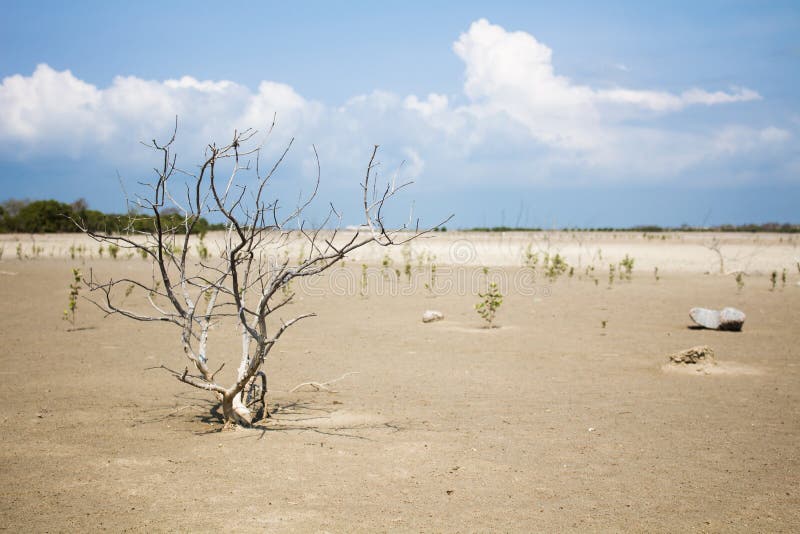 Dead Trees and Dry Ground, and the Environment. Stock Image - Image of ...