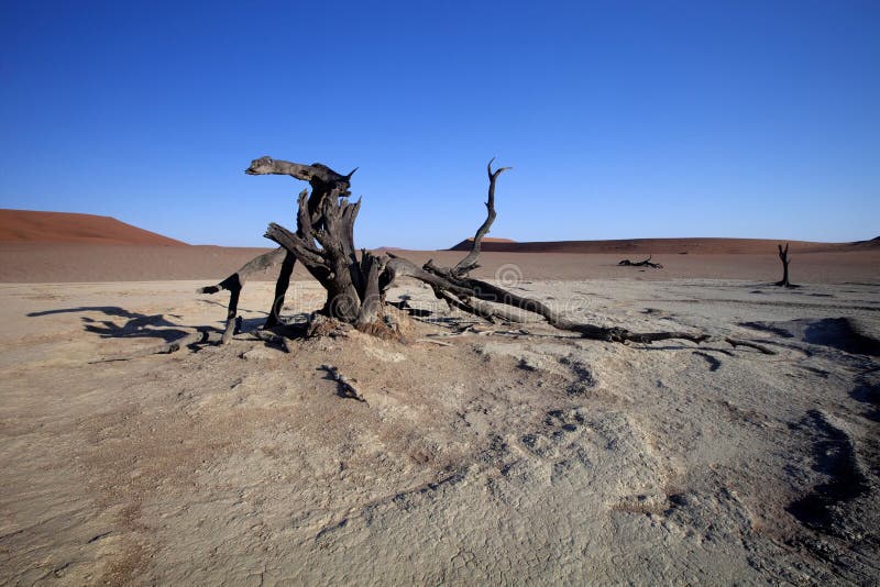 Dead Trees in the Dry Lake Sossusvlei, Namibia Stock Image - Image of ...