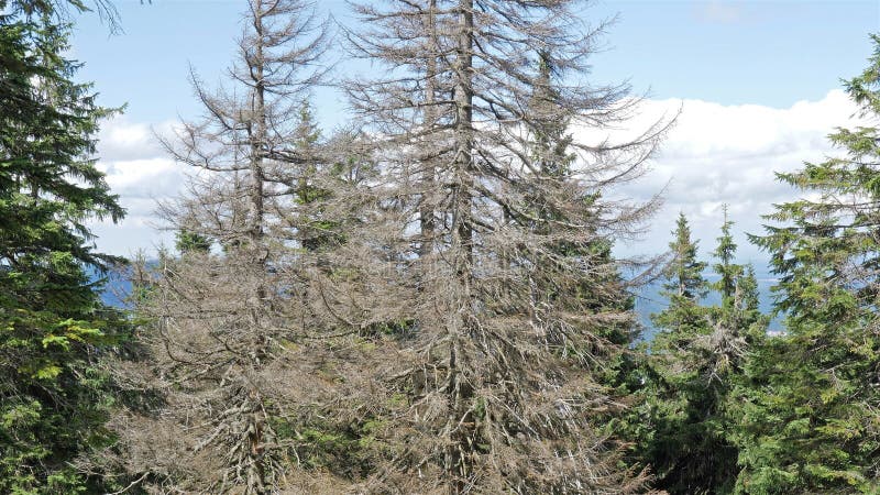 Dead Trees Due To Co2 and So2 Emission. Air Pollution Stock Image ...