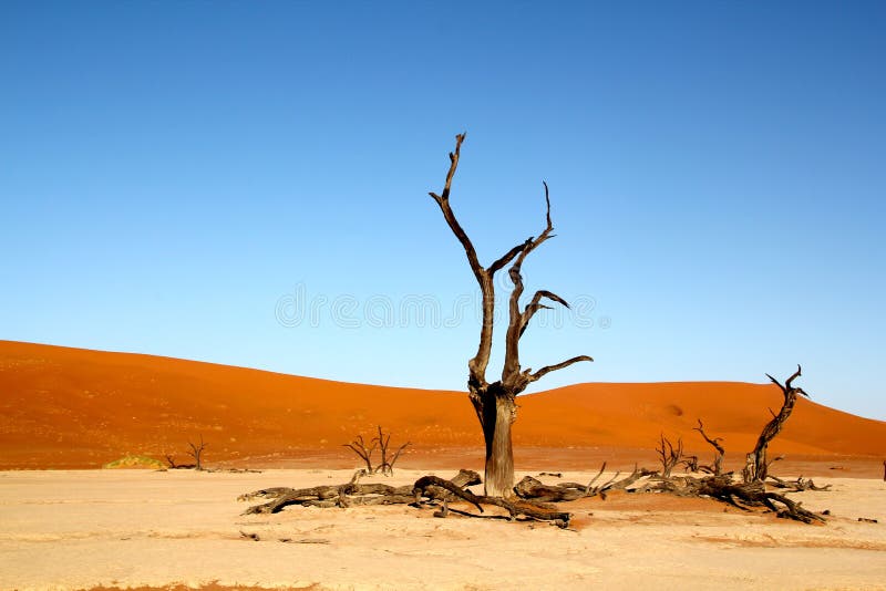 Dead tree in desert stock image. Image of dried, skies - 24231725