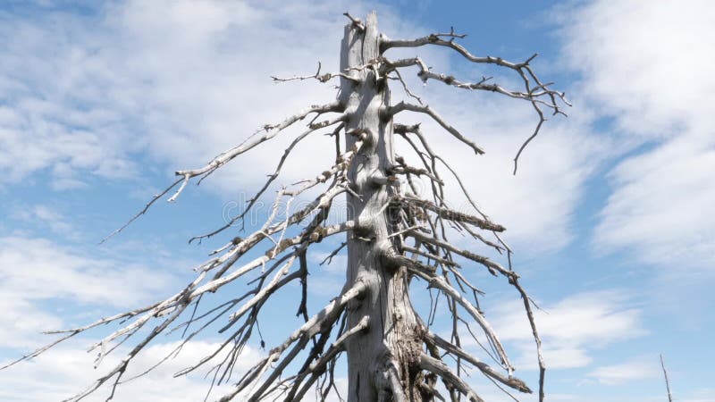 Dead Trees with Fast Moving Clouds. Air Pollution Stock Video - Video ...
