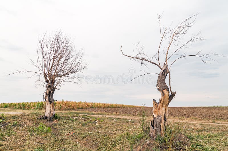Dead cornfield stock image. Image of farming, square, landscape - 2046431