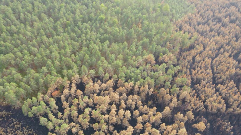 Dead Trees after Fire. Burnt Pine Forest and Forest Stock Footage ...