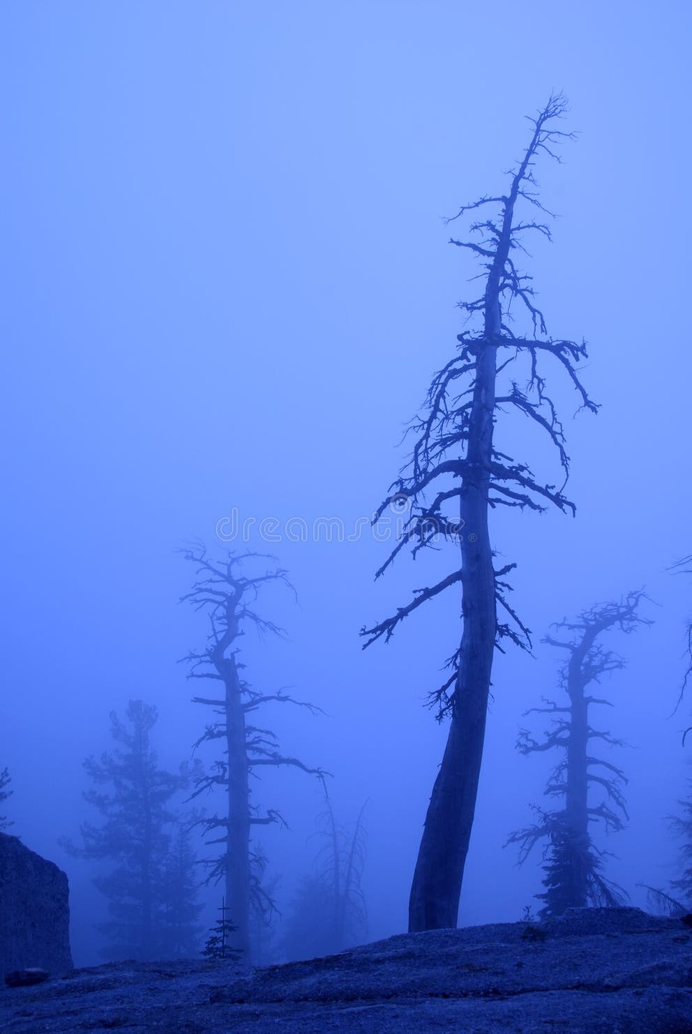 6,886 Winter Landscape Dead Trees Stock Photos - Free & Royalty-Free ...