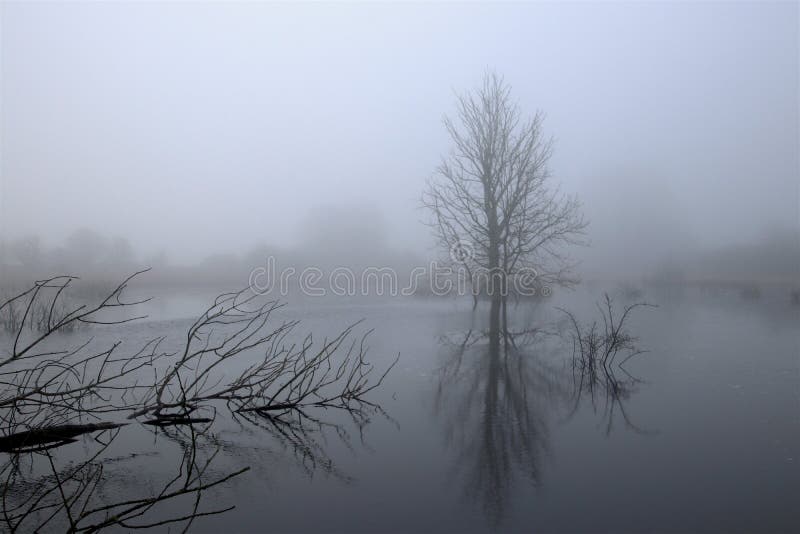 Dead Trees in Fog stock image. Image of parks, landscape - 3292857