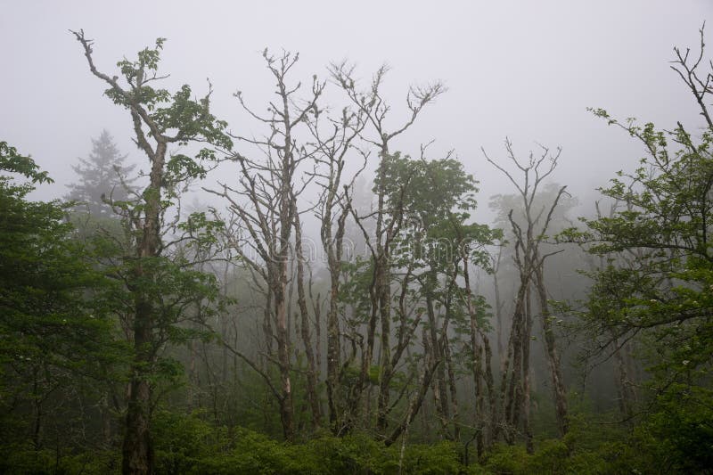 Dead trees in the fog stock image. Image of nature, wood - 50376015