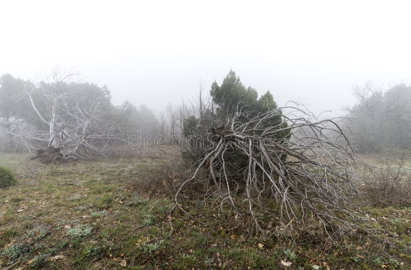 Dead Trees in Fog stock image. Image of parks, landscape - 3292857
