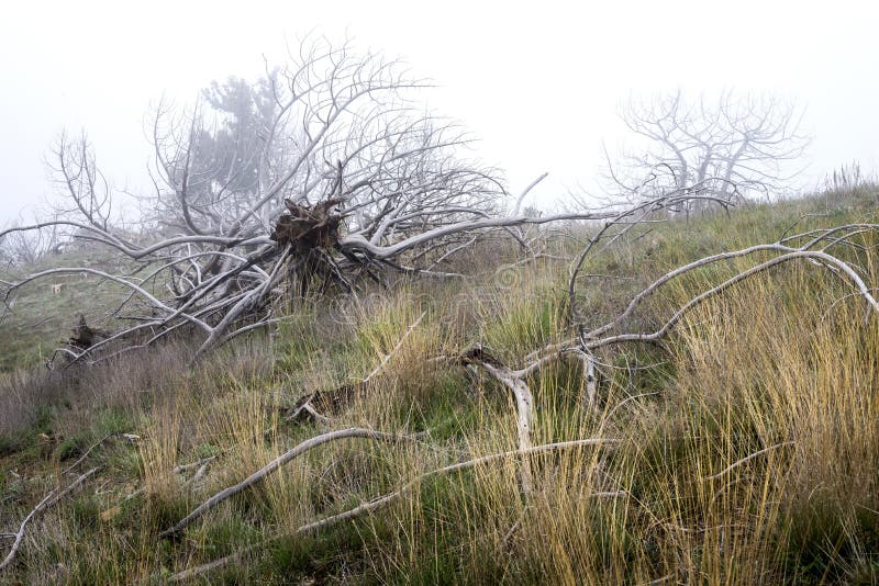 Dead trees in the fog stock image. Image of dead, spooky - 71631757
