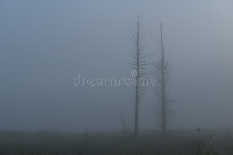 Dead Trees in the Fog on the Swamp Stock Photo - Image of reed ...