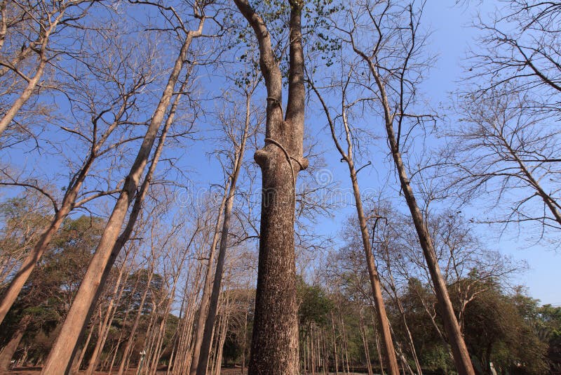 Dead trees in the forest. stock image. Image of meadow - 58519743