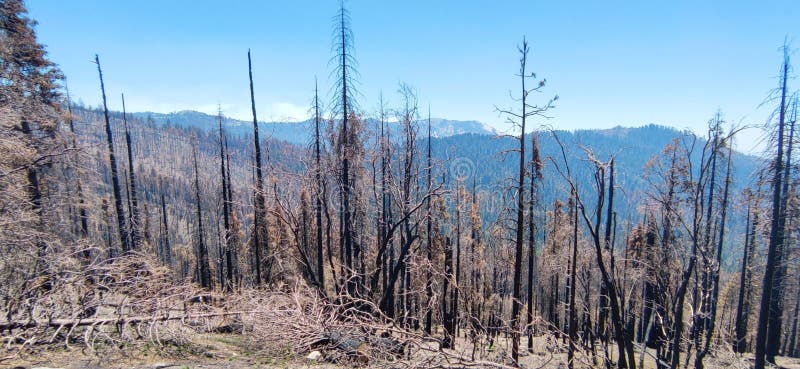 Dead Trees in Forest with Bright Blue Sky, Tranquil Nature Scene Stock ...