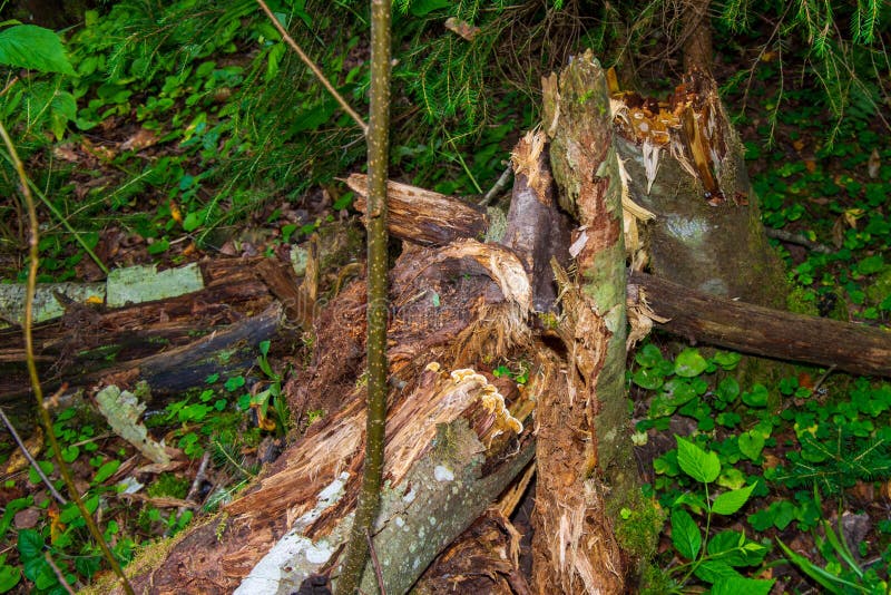 Dead Trees in the Forest. Broken Tree Trunk. Lightning Struck Trees ...