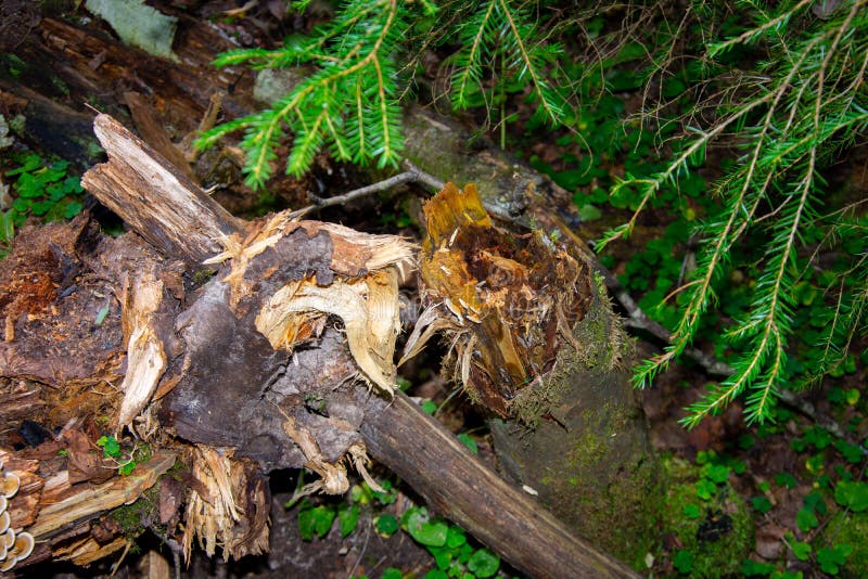The Trunk of a Swamp Cypress that Has Fallen into the River, Growing in ...