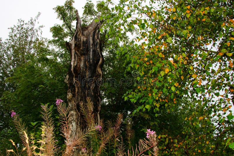 Dead Trees in the Forest. Broken Tree Trunk. Lightning Struck Trees ...