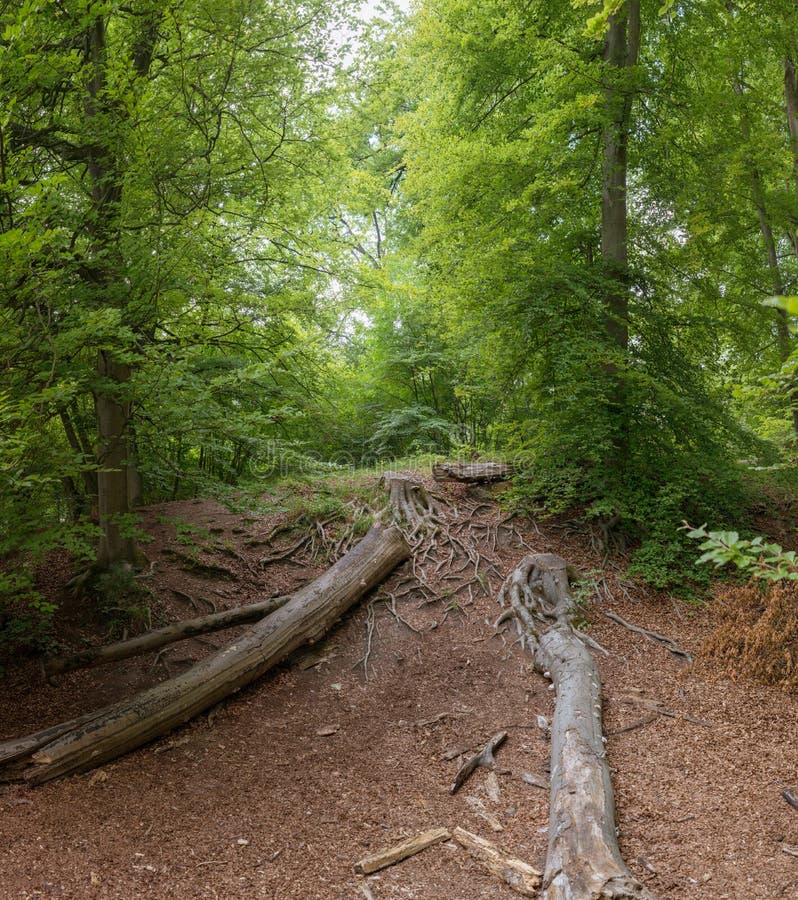 Dead trees on the forest stock photo. Image of clearing - 66129392