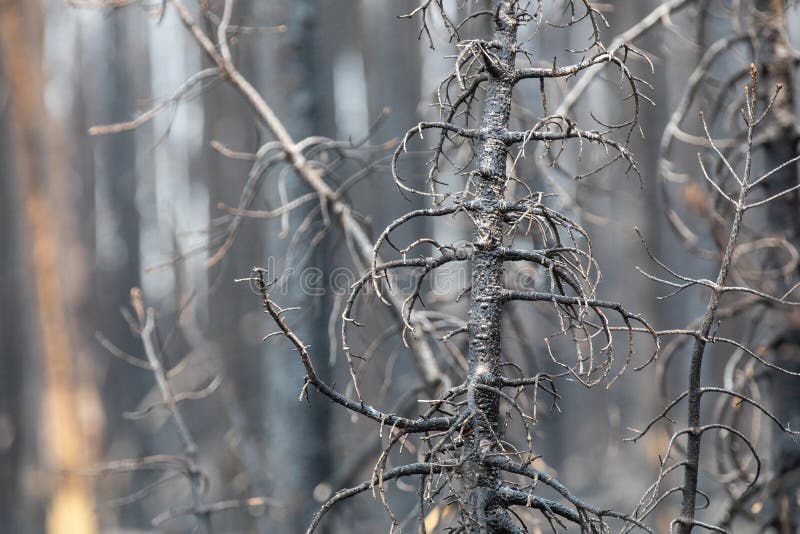 Dead Trees from a Forest Fire that Burned through the Area Stock Photo ...
