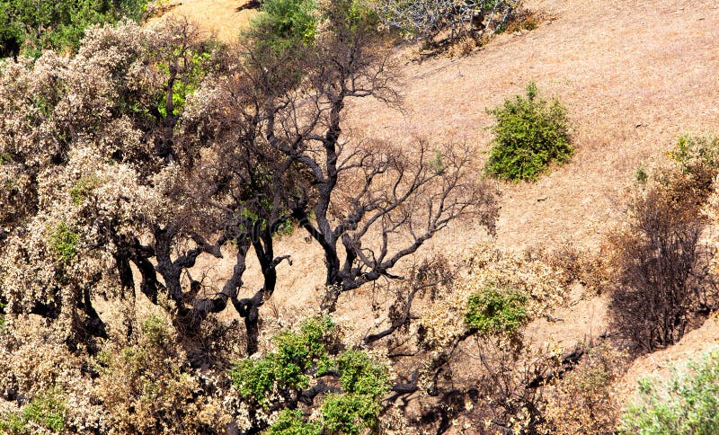 Dead Trees after Forest Fire Stock Image - Image of bushfire, black ...
