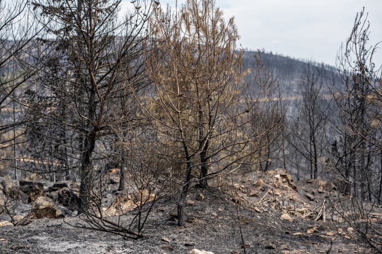 Dead Trees and Dead Forest after a Massive Forest Fire. Natural ...