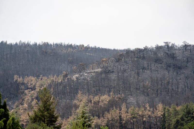 Dead Trees and Dead Forest after a Massive Forest Fire. Natural ...