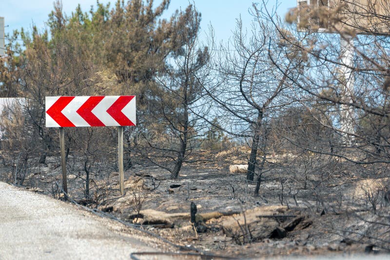 Dead Trees and Dead Forest after a Massive Forest Fire. Natural ...