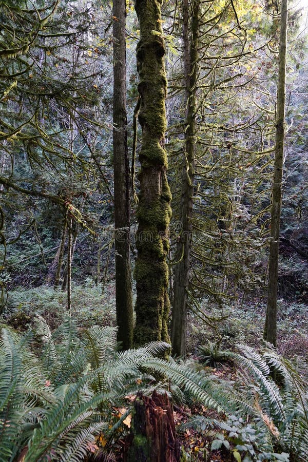 Dead Trees in Forest in Seattle Area Stock Image - Image of area ...