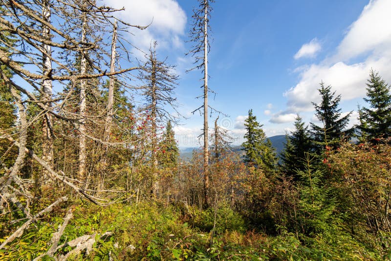 Dead Trees in Forest. Withered Pine after Air Pollution. Environmental ...