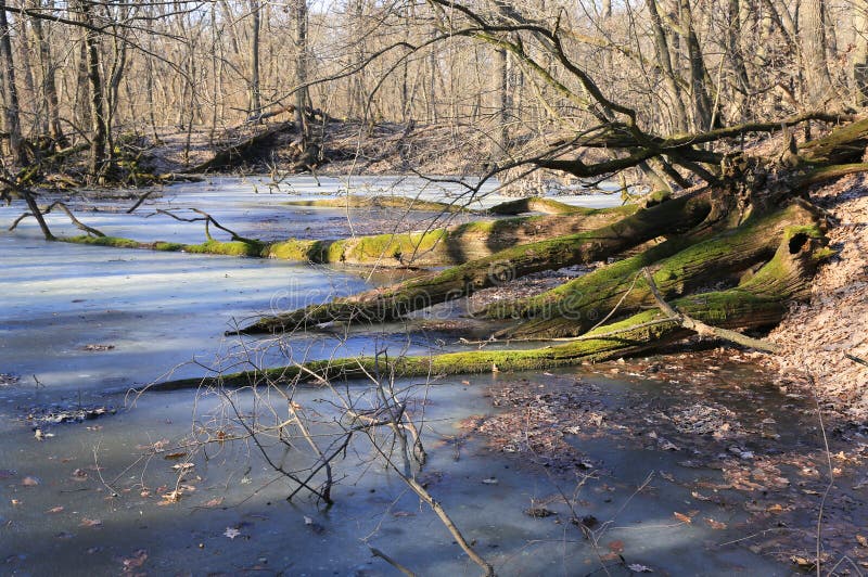 Frozen swamp in Drenthe stock photo. Image of seasonal - 29157614