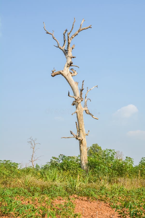 Dead trees isolated stock image. Image of plant, bare - 41551781