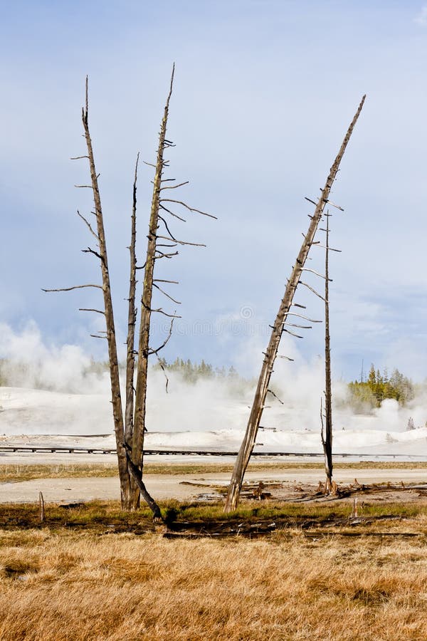 Dead Trees on Geothermal Terrain Stock Image - Image of tourism ...