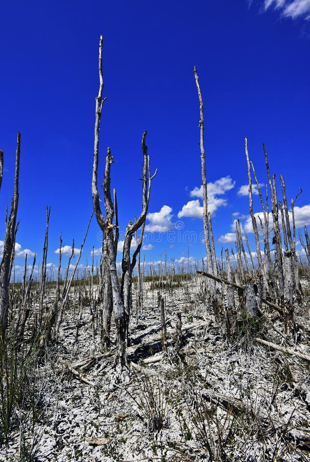 Dead trees, global warming stock photo. Image of branches - 74573618