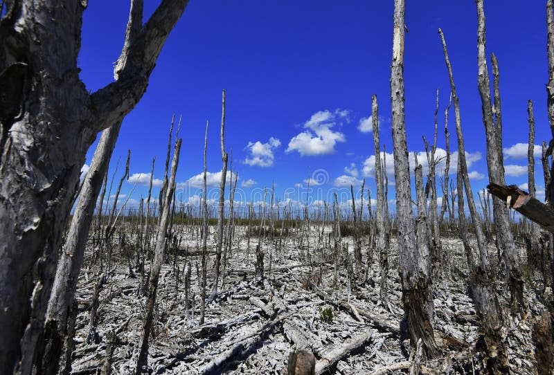 Dead trees, global warming stock photo. Image of alone - 74574180