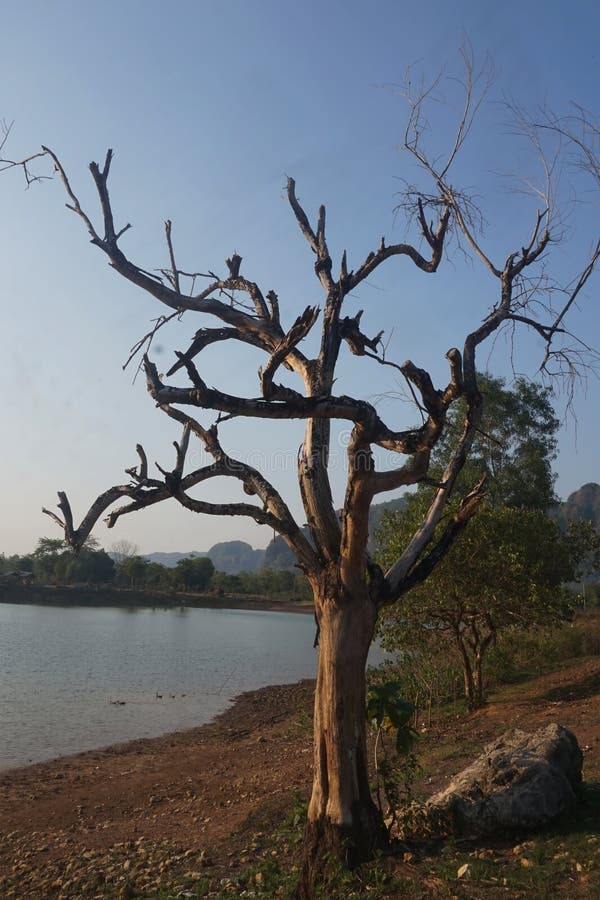 Dead Trees and Dead Grass on the Shore Stock Photo - Image of beauty ...