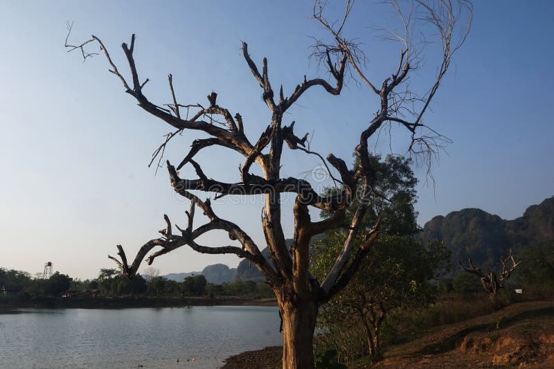 Dead Trees and Dead Grass on the Shore Stock Image - Image of africa ...