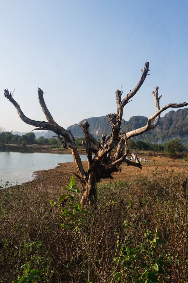 Dead Trees and Dead Grass on the Shore Stock Image - Image of edge ...
